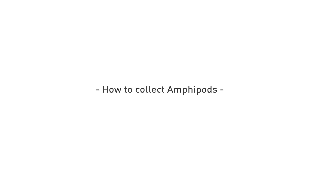 How to Collect Amphipods