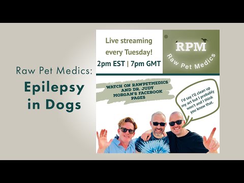 Epilepsy in Dogs | Raw Pet Medics