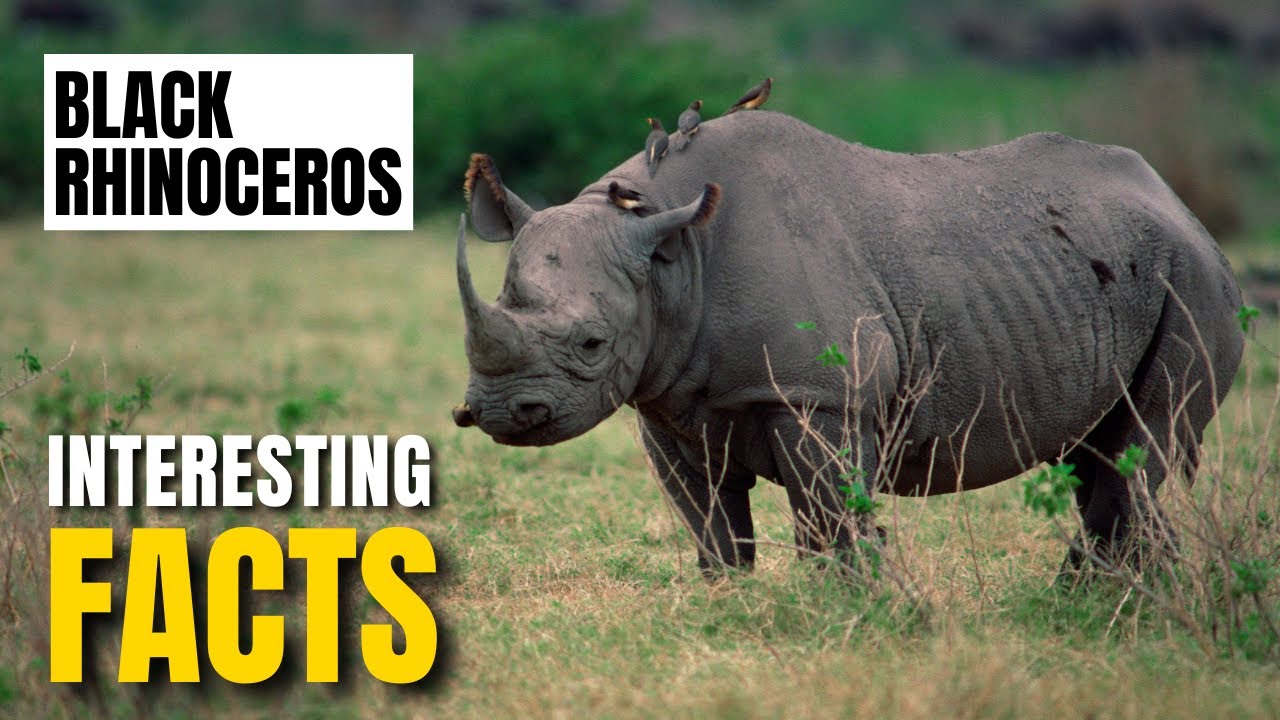 Amazing facts of Black Rhinoceros | Interesting Facts | The Beast World