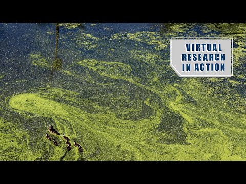 Harmful Algal Blooms: Can the Damage be Undone?