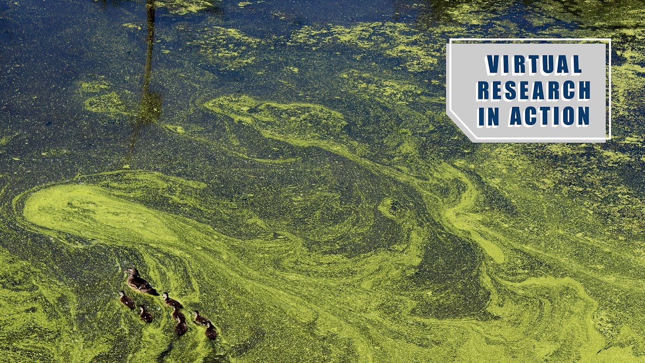 Harmful Algal Blooms: Can the Damage be Undone?