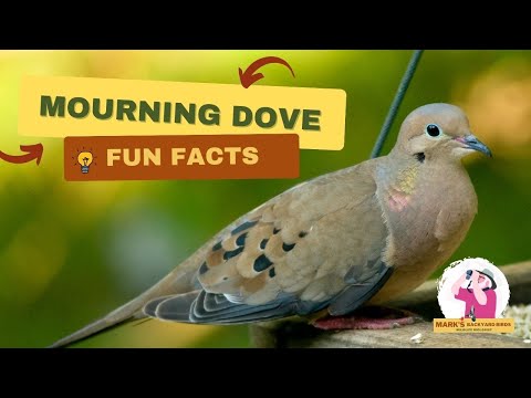 Why Mourning Doves Are More Interesting Than You Think?
