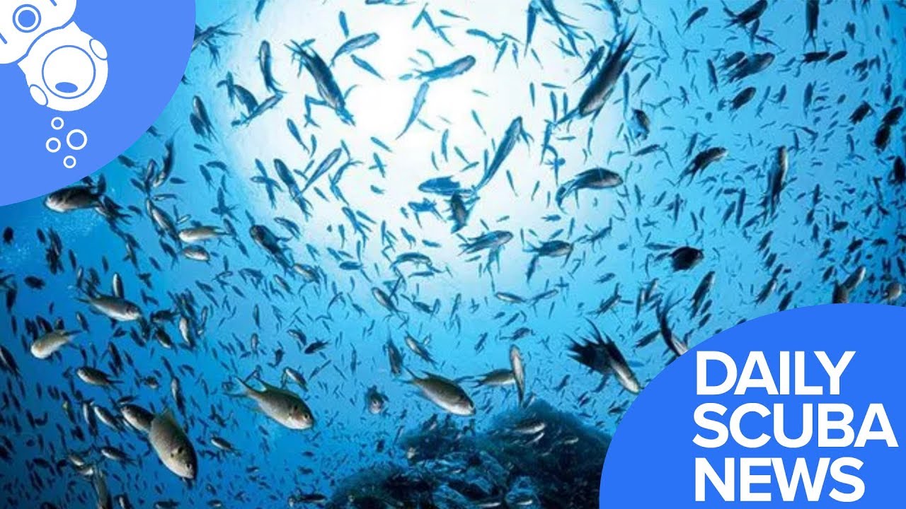 Daily Scuba News - Invasive Damselfish Explode In Gulf Of Mexico