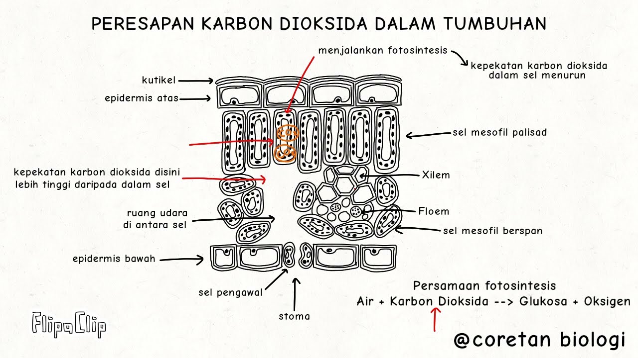 Sains Tingkatan 3- Bab 2 Mekanisme Pertukaran Gas dalam Tumbuhan dan Peresapan Karbon Dioksida
