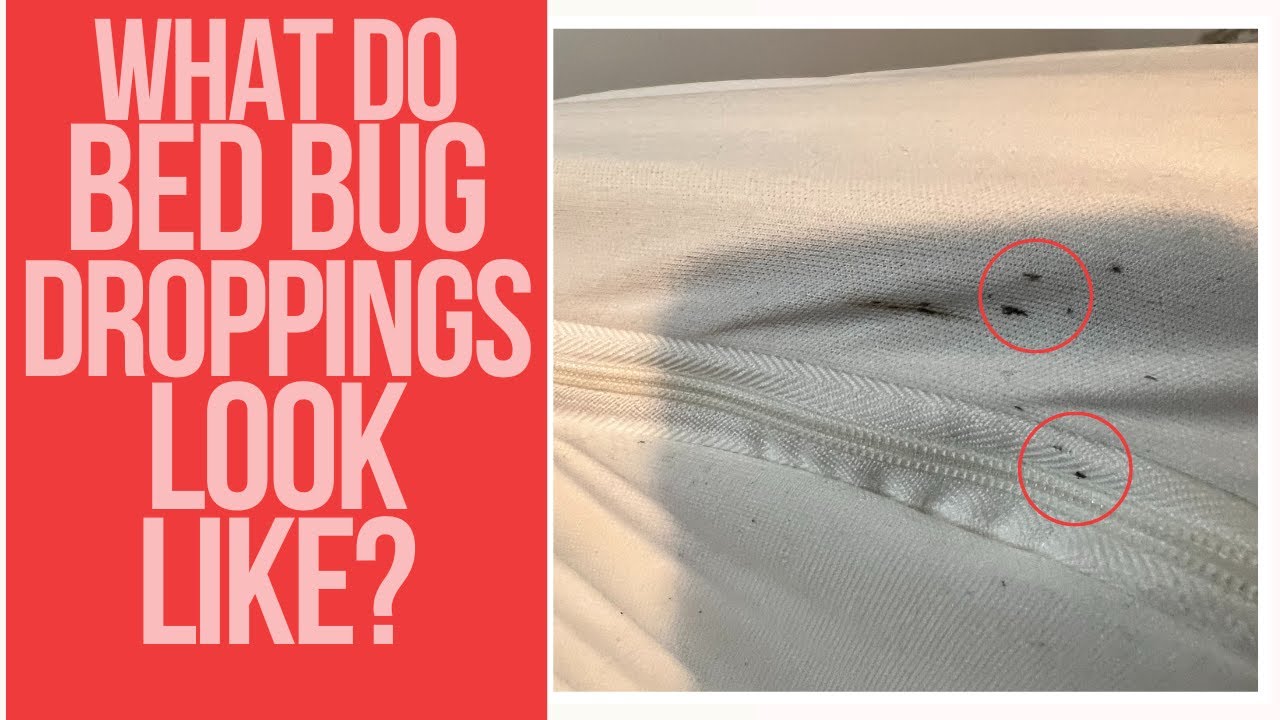 What Do Bed Bug Droppings Look Like - Real Life Examples from NYC Bed Bug Experts
