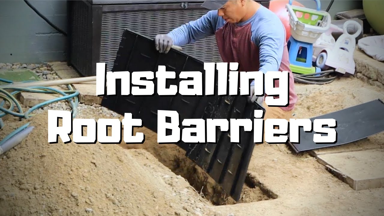 Installing Root Barriers to Protect House Foundations and Sidewalks