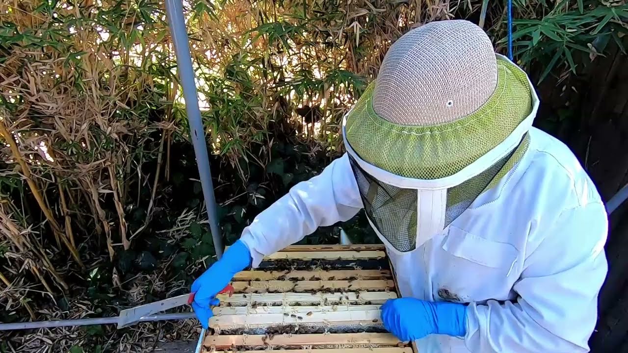 Bee Hive Inspection - August 27th, 2022