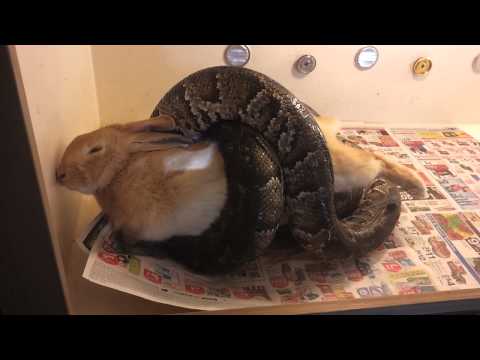 Snake eating a huge rabbit (GRAPHIC VIDEO)