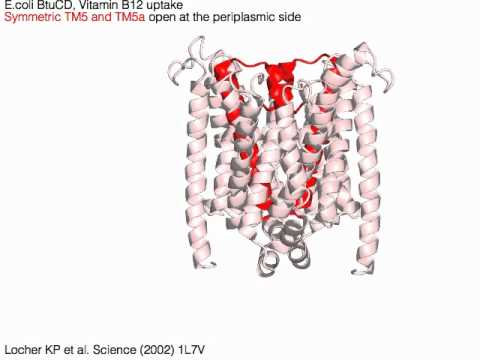 Transportadores ABC: Estructura | Blog de Química Biológica Patológica