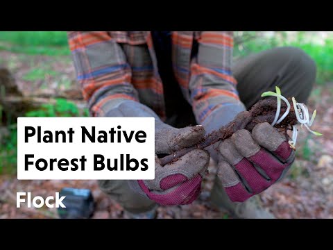 Planting NATIVE FOREST BULBS — Ep. 031