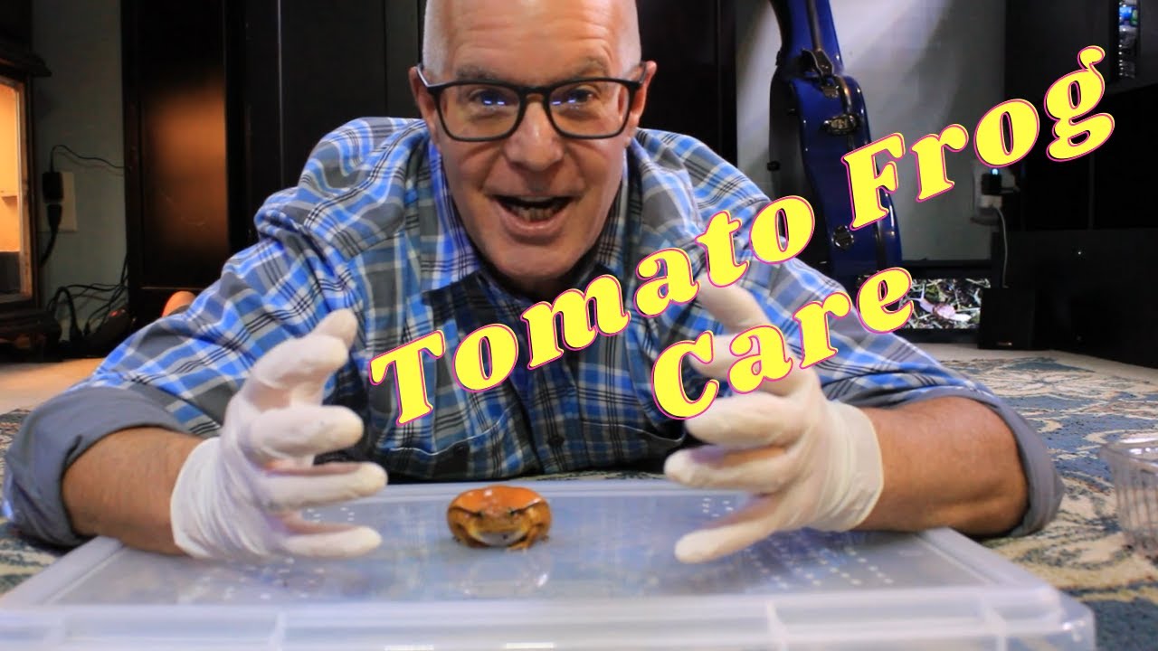Tomato Frog Care