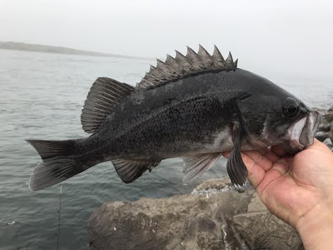 Fishing for Black Seabass In Port Renfrew, Victoria, BC