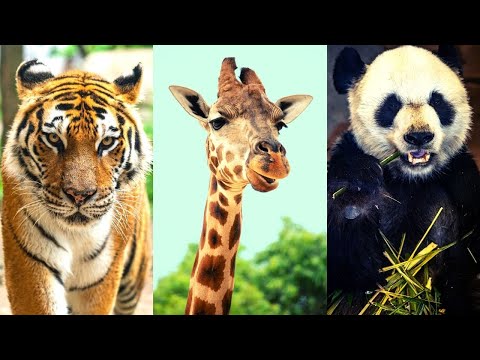 Animales carnívoros, herbívoros y omnívoros (con ejemplos) 🦁🦓🐻