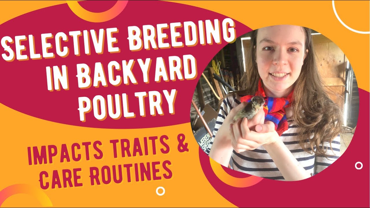 Selective Breeding In Backyard Poultry: Extra Care and Desired Traits