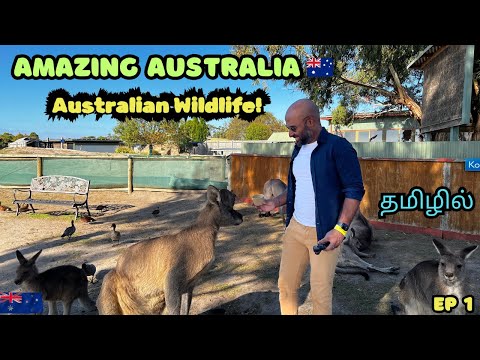 ஆஸ்திரேலியாவின் Wildlife | Australia’s Native Animals | Australia Vlog 🇦🇺 | Tamil Travel Vlog Ep 1