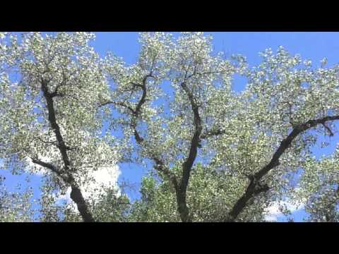 White Poplar For Sale Online $1.80