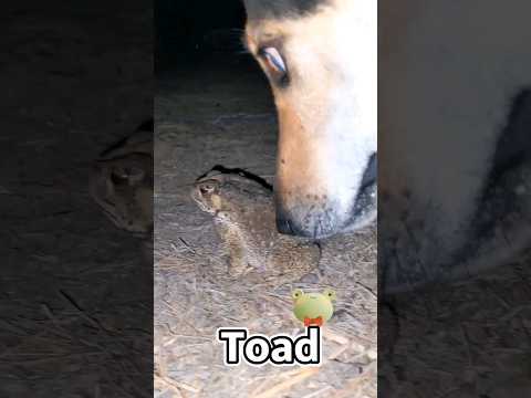 Toad -Jumping toad #toad #toads #commontoad #toad_and_dog