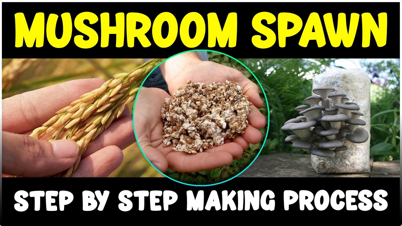 Mushroom Spawn Production Process