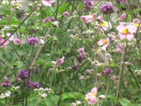 Grape Leaf Anemone - how to care for your plant from gardeningclub.com