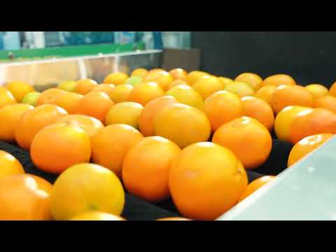 Apple Sorting Machine - Fruit And Vegetable Grading & Sorting Machine ...