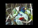 a tribe called jungle_part 1_Intro