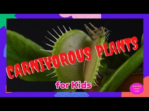 Carnivorous Plants for Kids | Are they Dangerous to Humans?? | Educational Video for Kids
