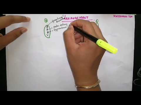 Root of lung-structures and their arrangement