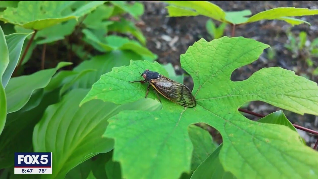 Long Island 'bugging out' over cicada takeover