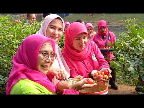 317 KILOGRAM SAYUR DIPANEN DI BANTARAN KBT