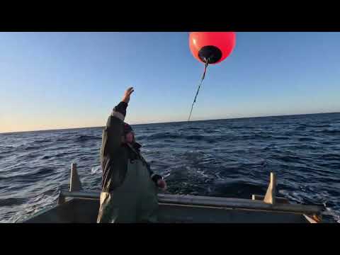 Halibut 2024
