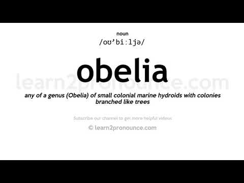 Pronunciation of Obelia | Definition of Obelia
