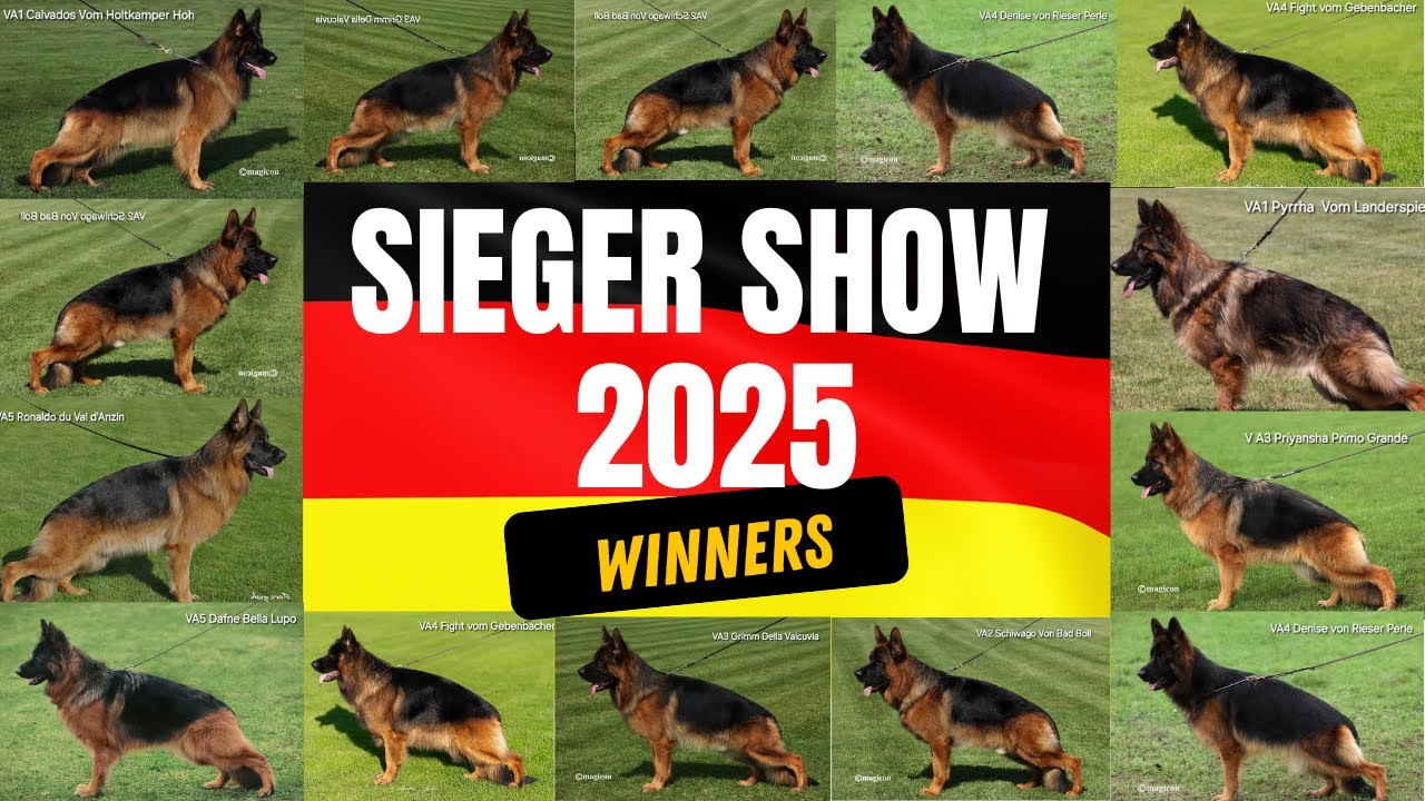 2025 German Sieger Show BSZS Top 5 World Champions (VA Dogs) ජර්මානු Sieger Show ලෝක ශූර සුනඛයන්