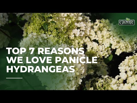 Panicle Hydrangeas: Top 7 Reasons We Love Panicle Hydrangeas