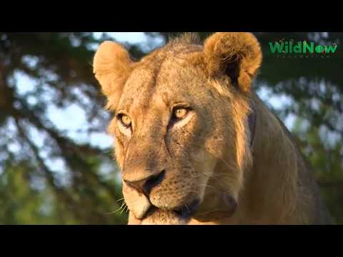 Protect Nairobi National Park