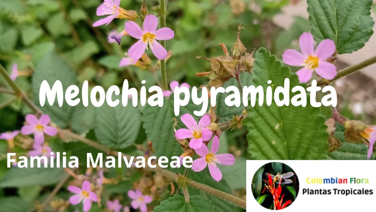 Melochia pyramidata, a plant with beautiful flowers with a deadly secret - Family Malvaceae