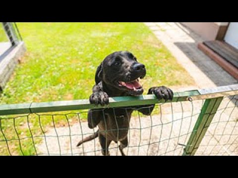 Dog bites
