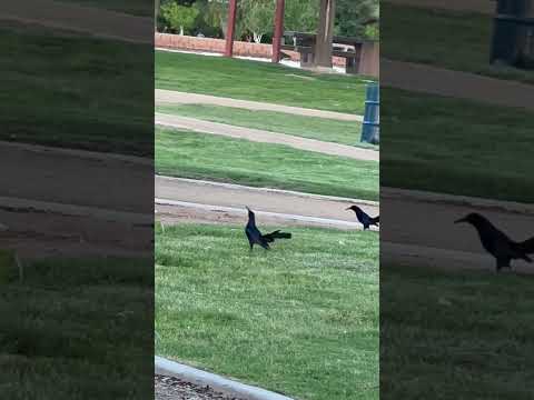 What is the reason why the grackle usually look up?