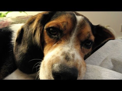 How to Photograph Pets | Digital Cameras