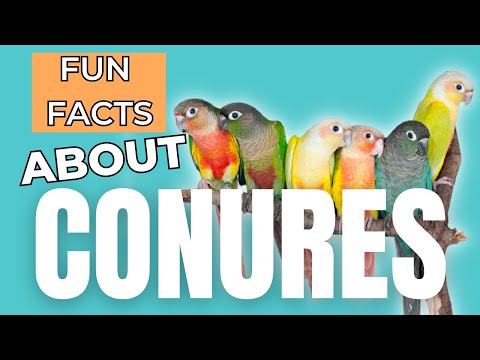 11 Fun Facts About Conures!