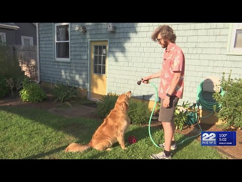 Avoid giving your dog this to cool down during summer heat