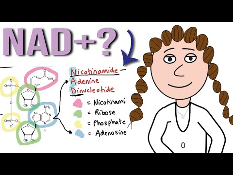 What is NAD+?