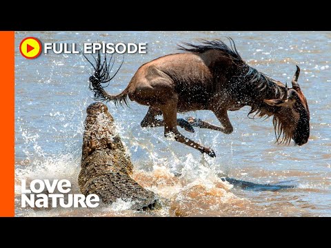 Hungry Crocs Await as Wildebeest Crossing Begins | Nomads of the Serengeti Ep102