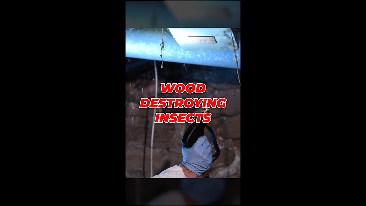 Vicious Cycle of Moisture and Wood Destroying Insects #shorts #powderpostbeetles