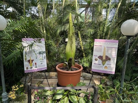Frederick the Corpse Flower at Como