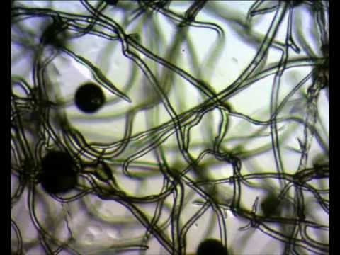 Aktivitas di dalam miselia jamur | Berbagi Tak Pernah Rugi