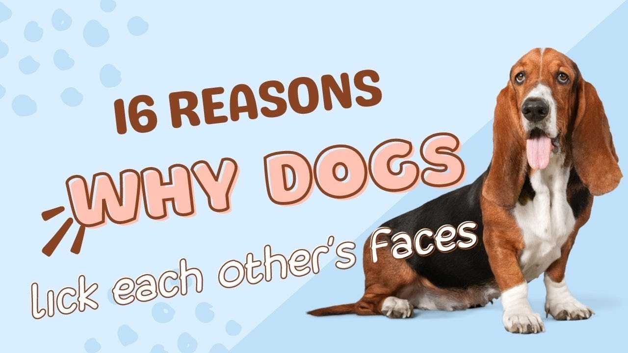 Why Do Dogs Lick Each Other's Faces? (16 reasons Explained)