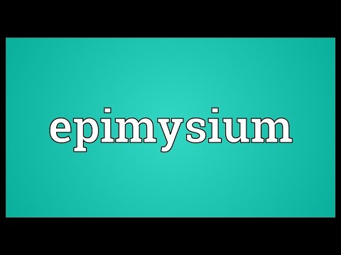 Epimysium Meaning