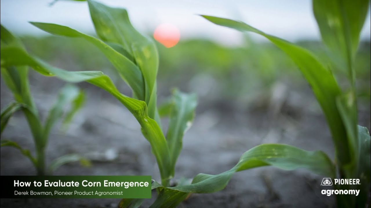 Corn Stand Emergence: How to Evaluate Your Fields