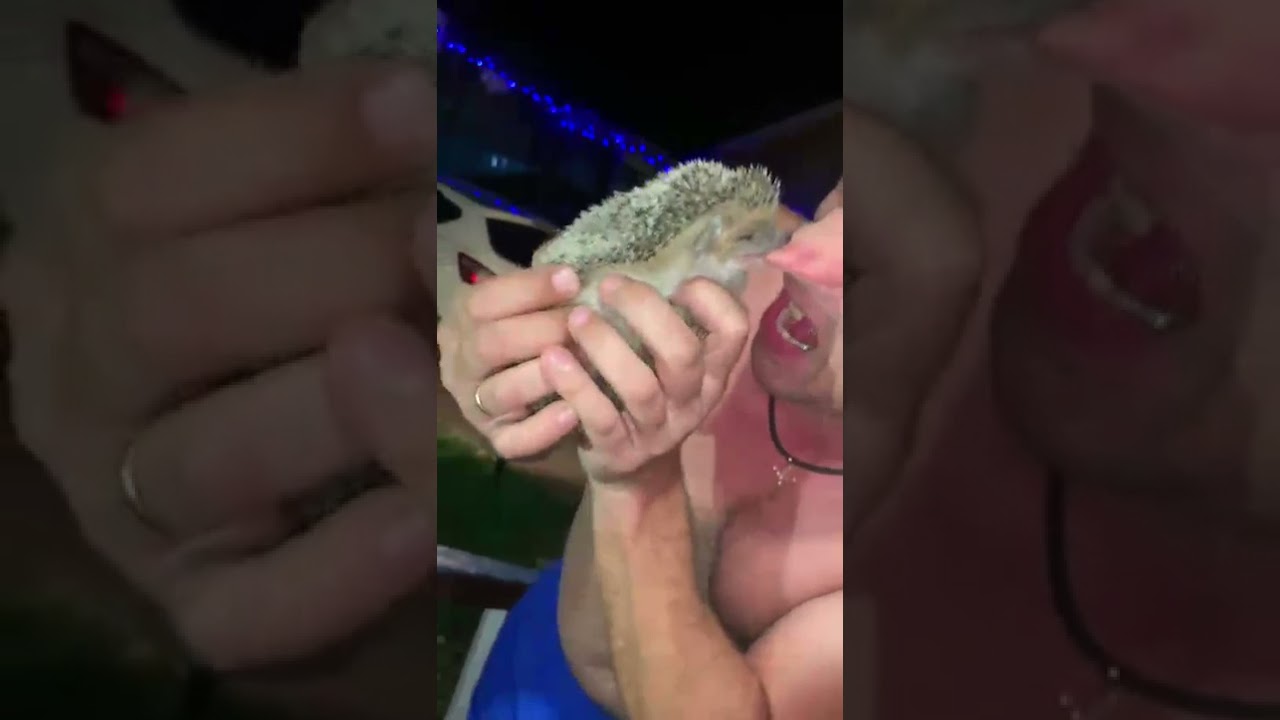 When the hedgehog tries to bite your nose #shorts