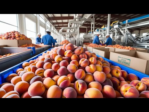 Processing Millions of Peaches - Inside Peaches Mega Process
